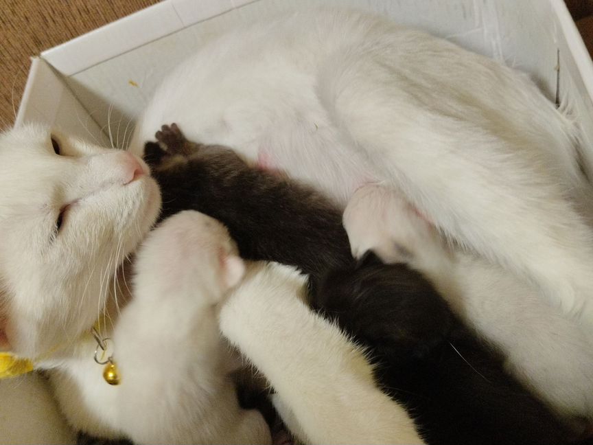 Турецкая ангора