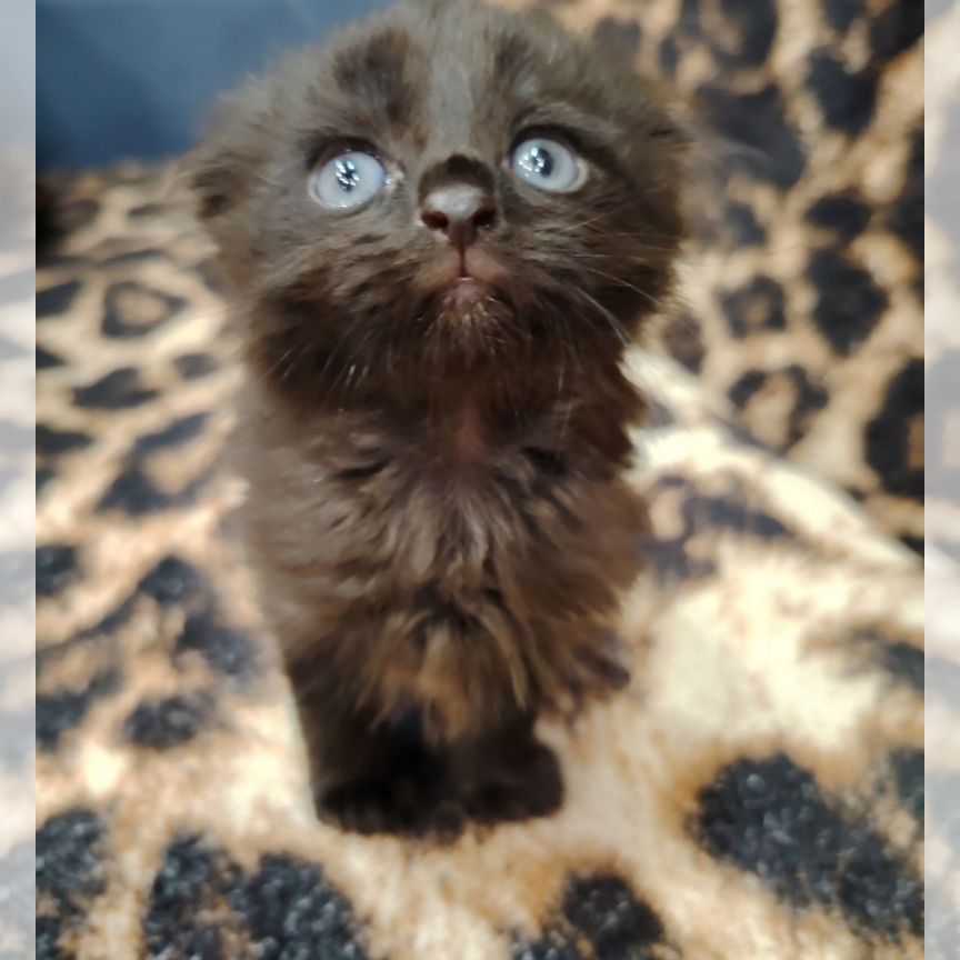Шотландский вислоухий короткошёрстный котёнок