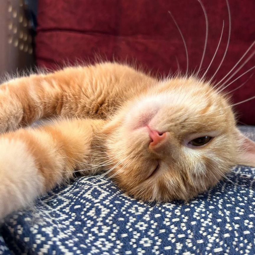 Рыжий котенок