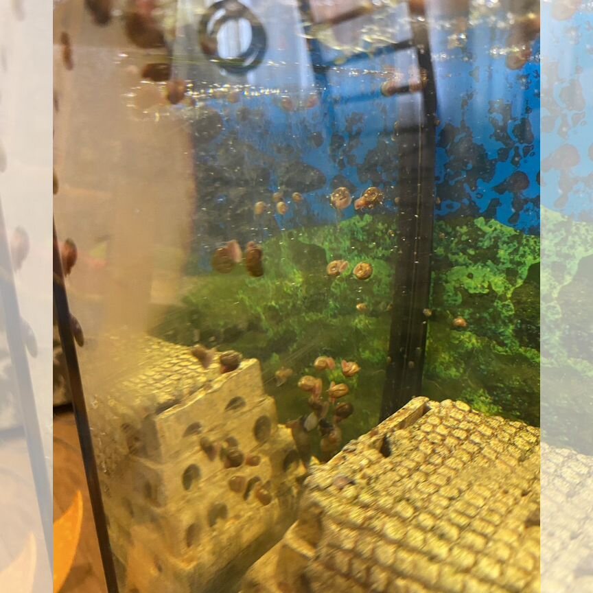 Отдам, поделюсь аквариумными улитками