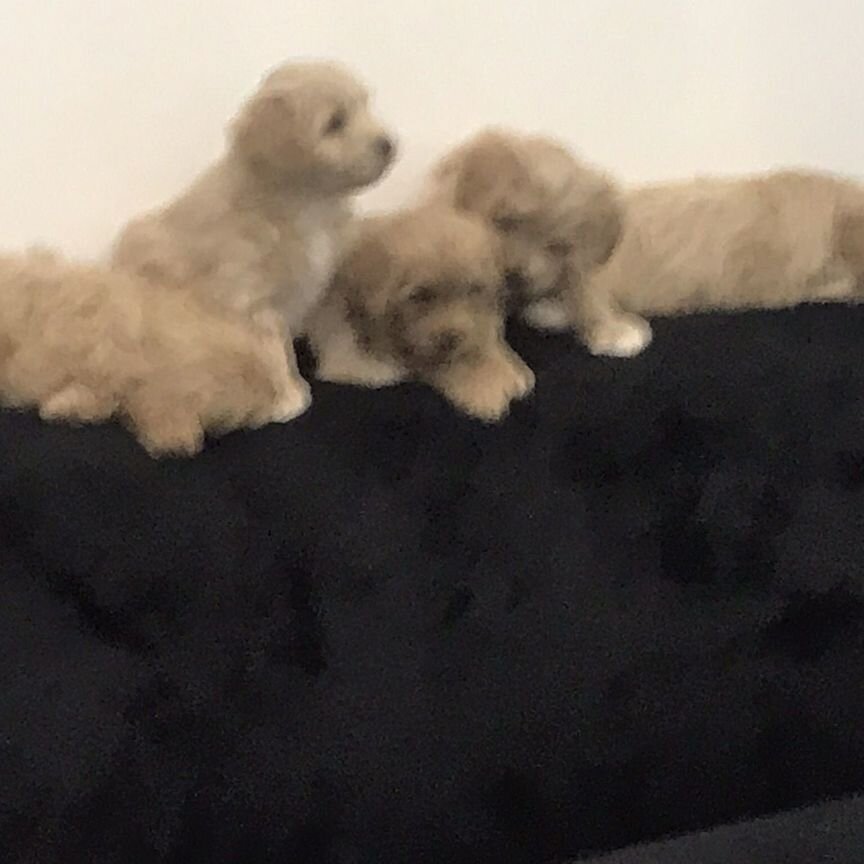 Продаем щенков Мальтипу