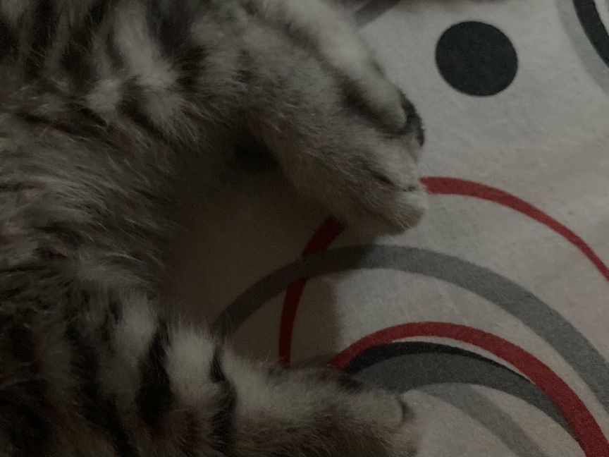 Котята в добрые руки бесплатно