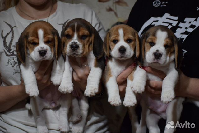 Щенки бигля