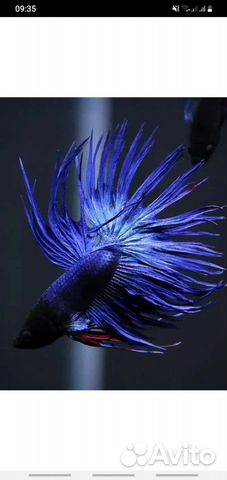 Аквариумные рыбки петушок