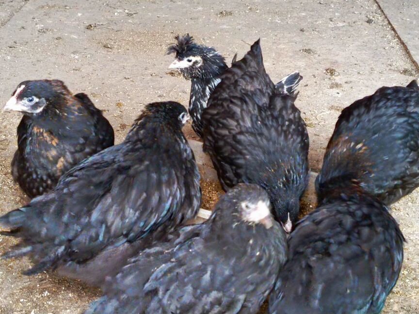 Цыплята Маран 2.5 мес