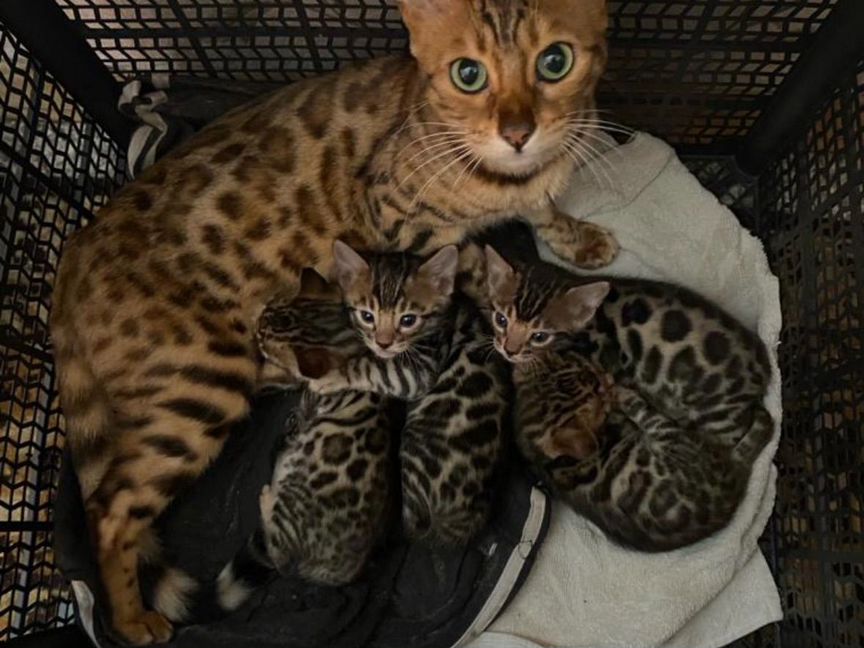 Бенгальские котята