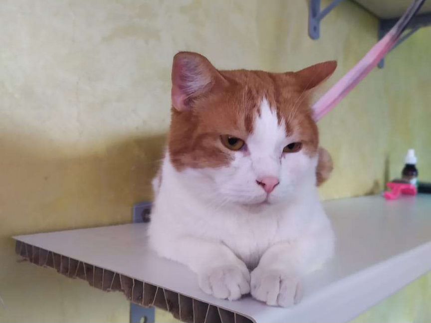 Котик Тимошка в добрую семью