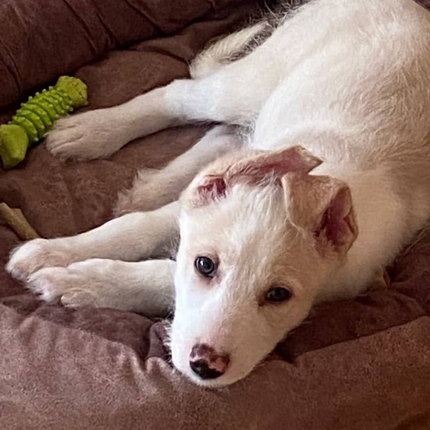 Щенок в добрые руки