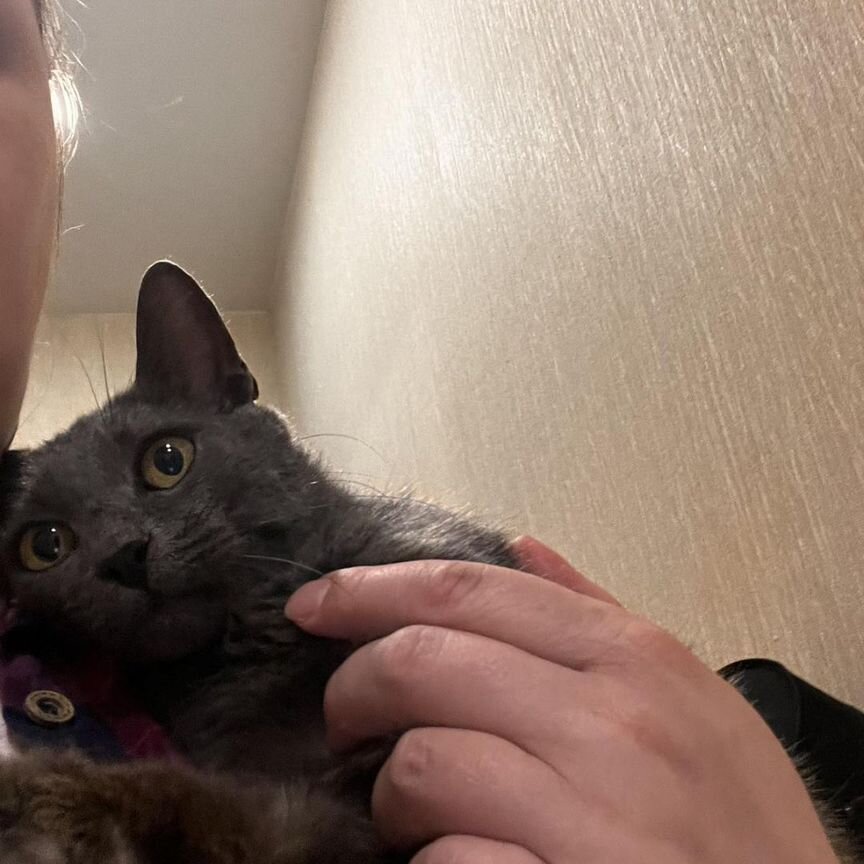 Хозяин ты где