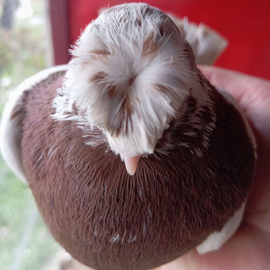 Голубь капкан