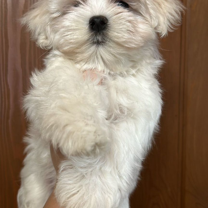 Мальтипу f1 мини мальчик