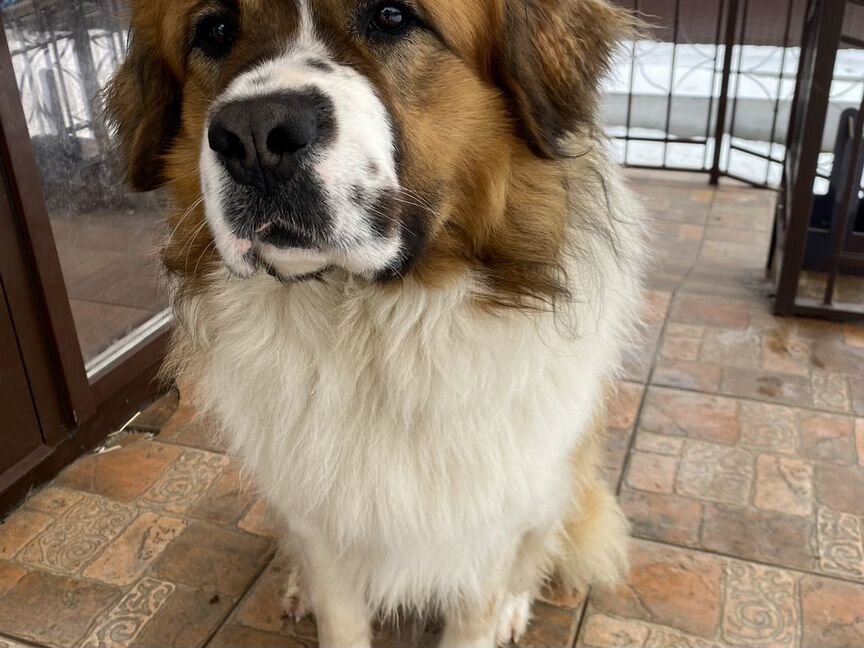 Вязка Московская Сторожевая