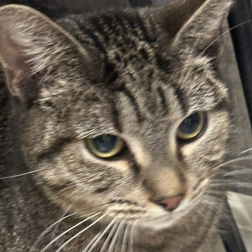 Кошка Лариса