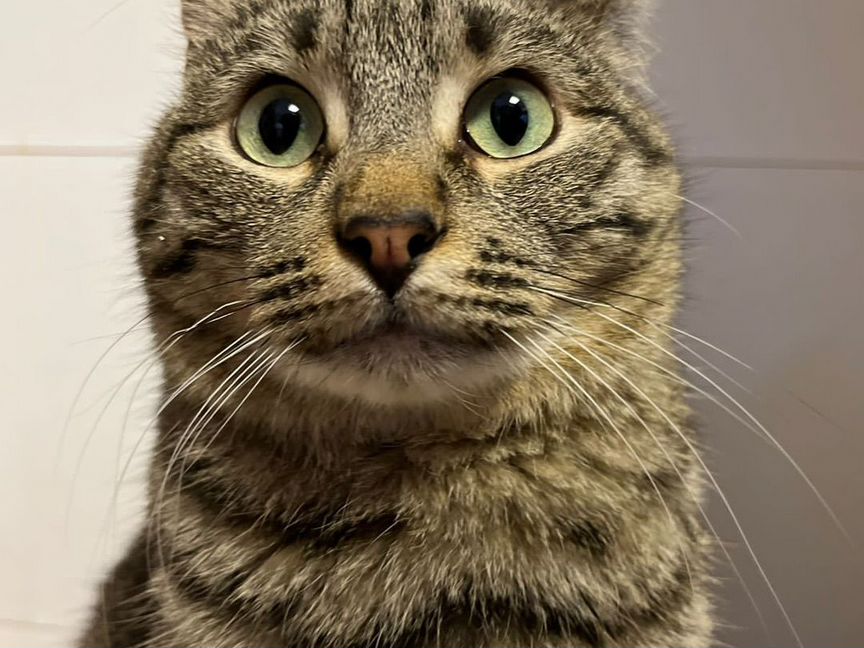 Кот Василий в самые добрые руки