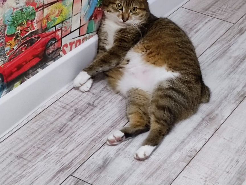 Отдам кота в хорошие руки