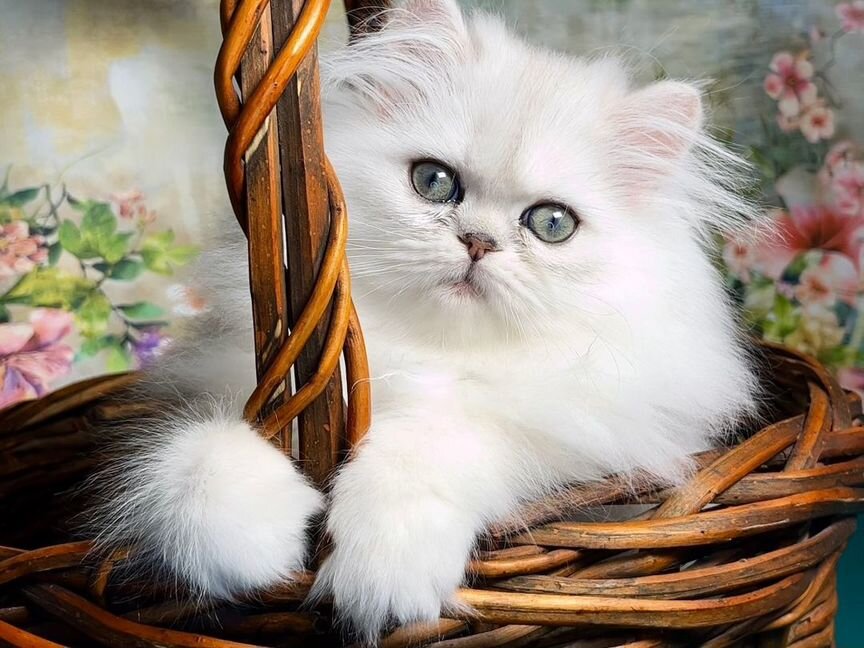 Персидская шиншилла