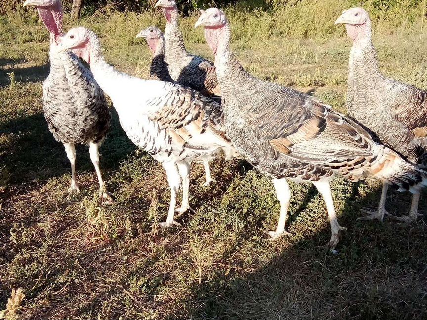 Индюки домашние