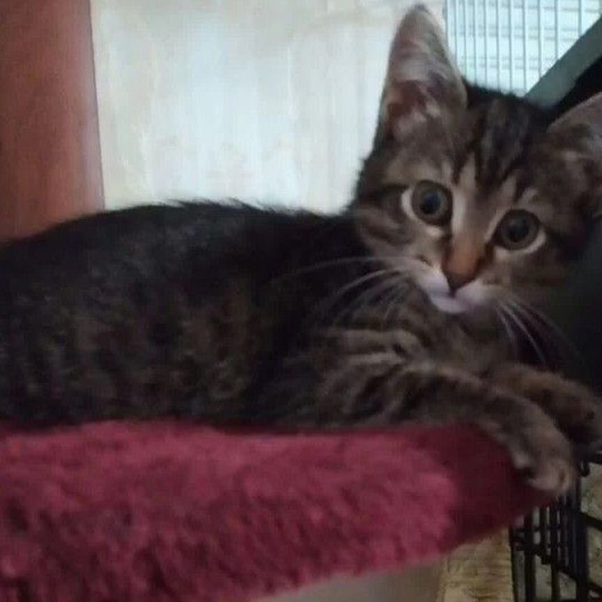 Котятки в добрые руки