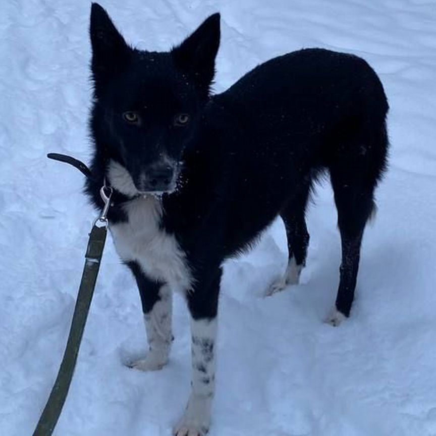 Взрослый пёс в добрые руки