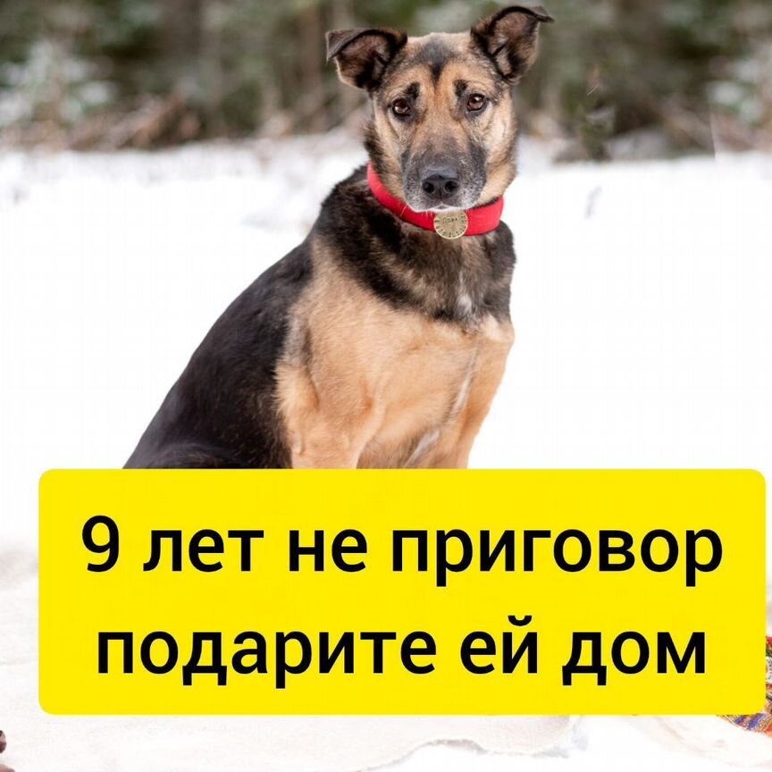 Взрослая собака в добрые руки