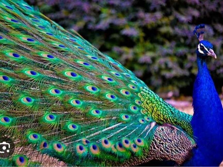 Фазаны и павлины