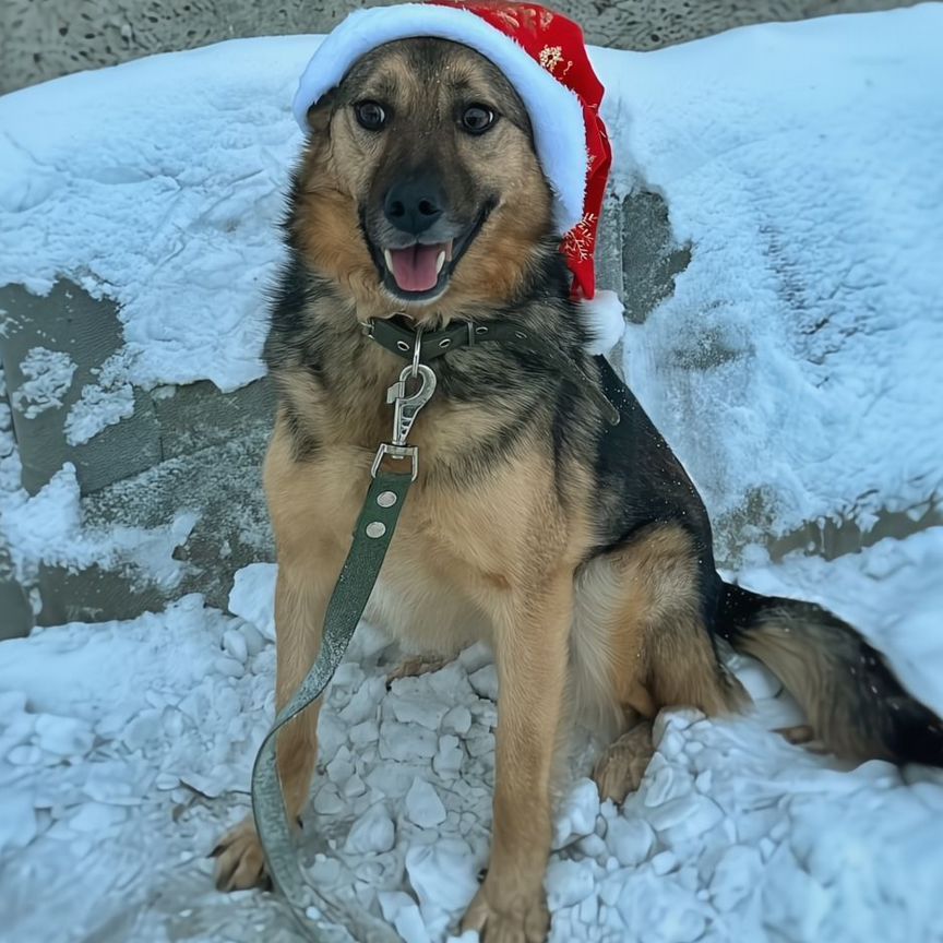 Взрослая собака в добрые руки