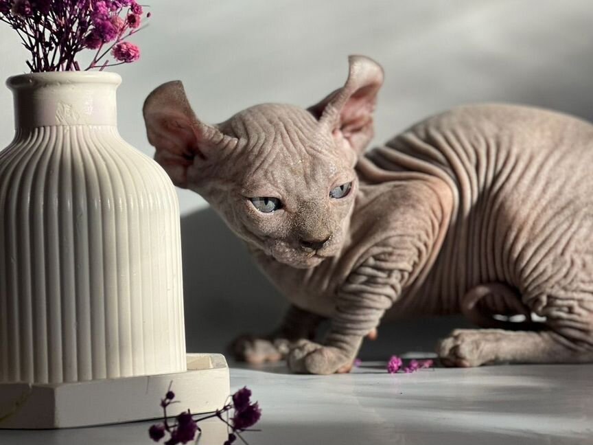 Маленький голубой эльф