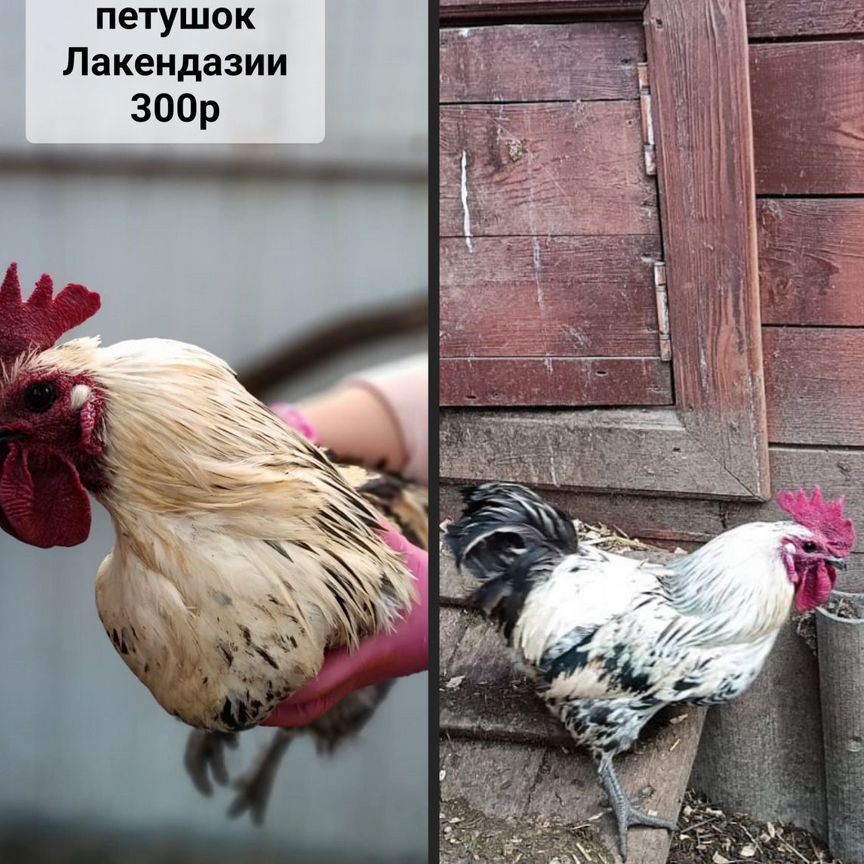 Петушки