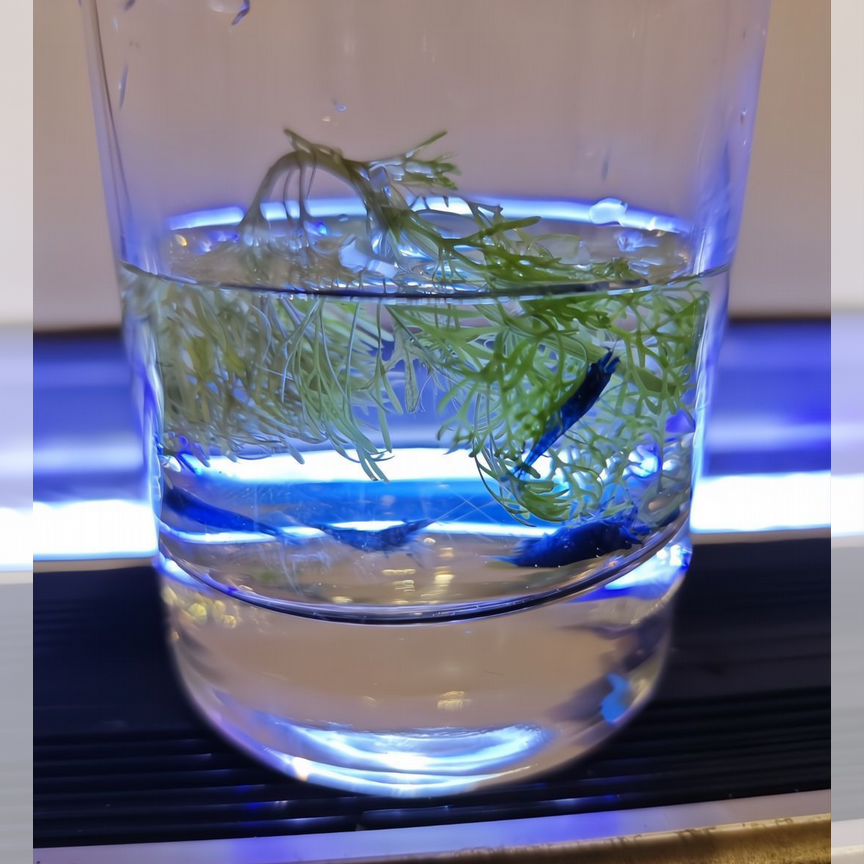 Креветки blue dream Блю Дрим Синяя мечта