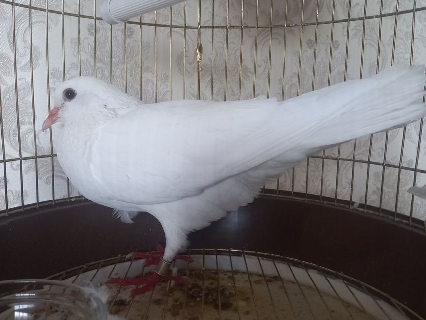 Найден голубь