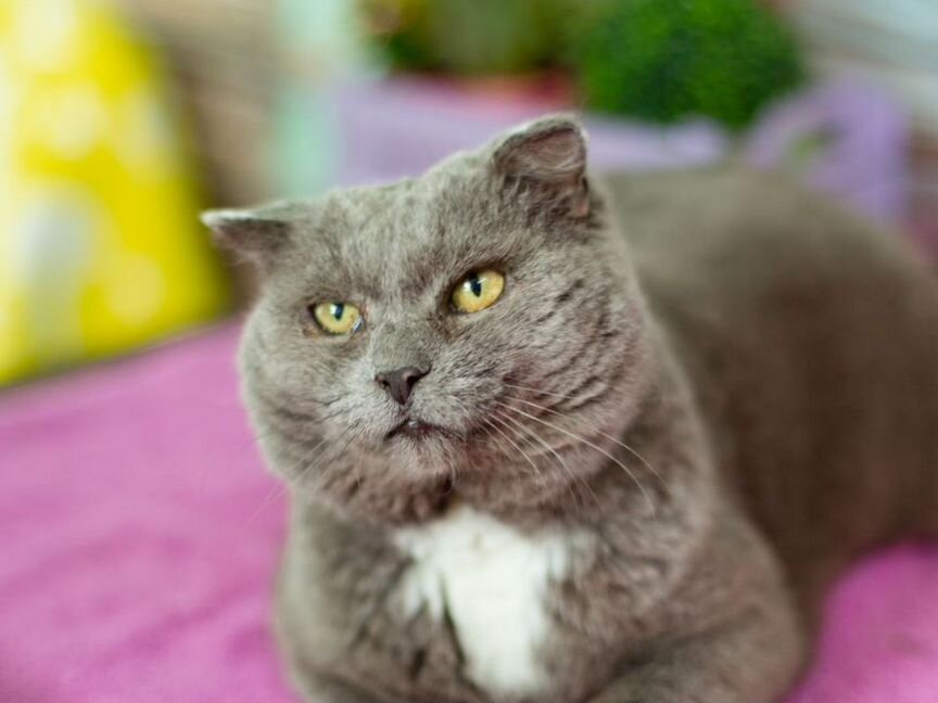 Тихон, кот который пережил много всего