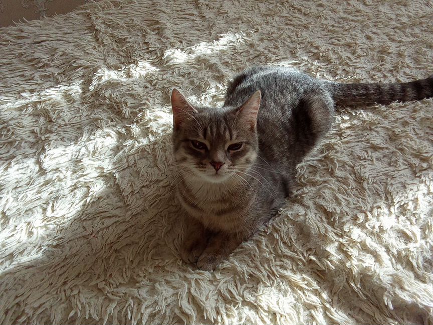 Кошка