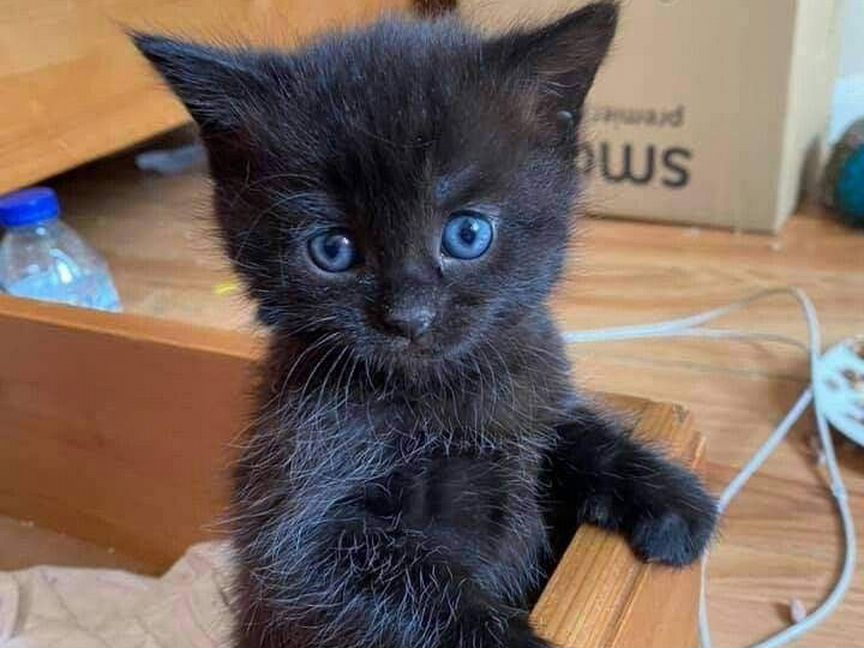 Чёрный котёночек
