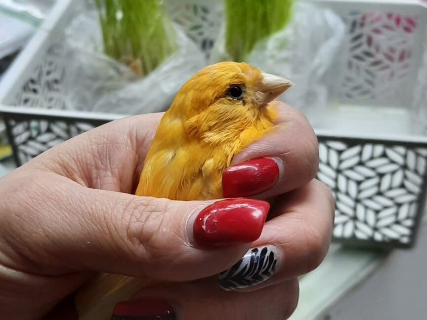 Кенар певчий
