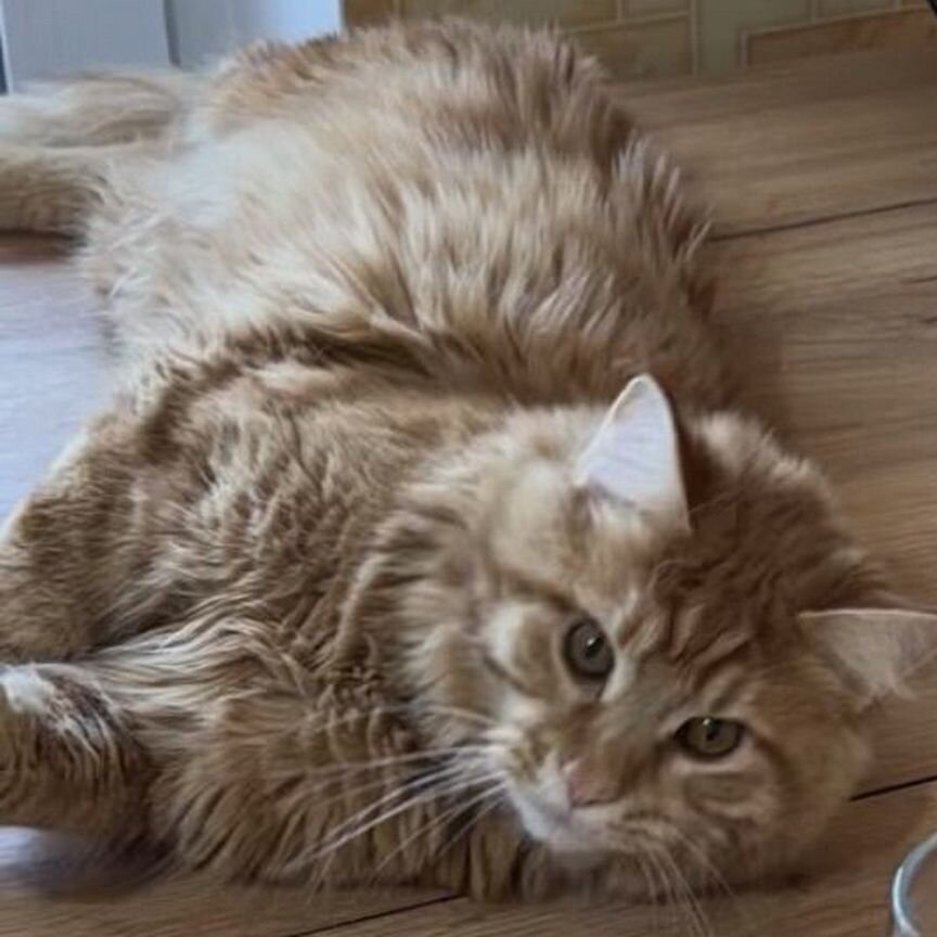 Мейн-кун, взрослый кот