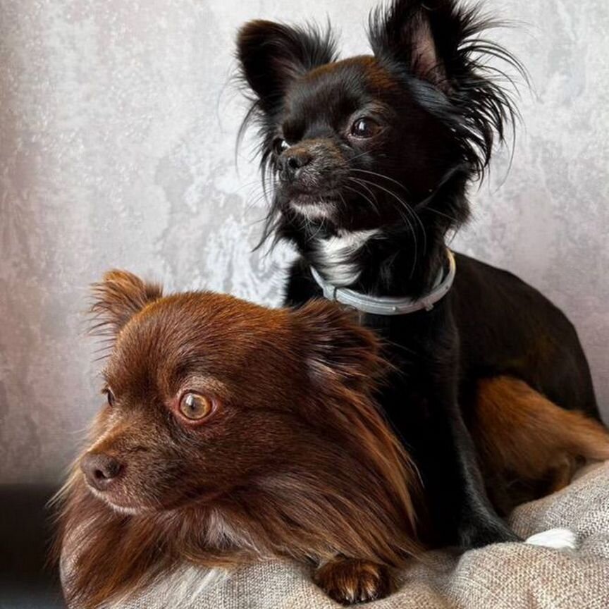 Малыш чихуахуа