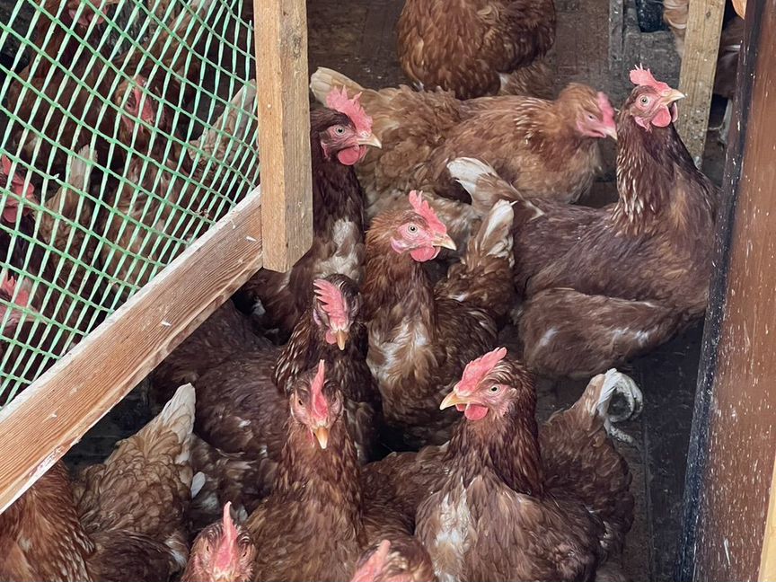 Куры несушки 9 месячные