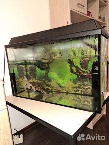 Черепаха с аквариумом