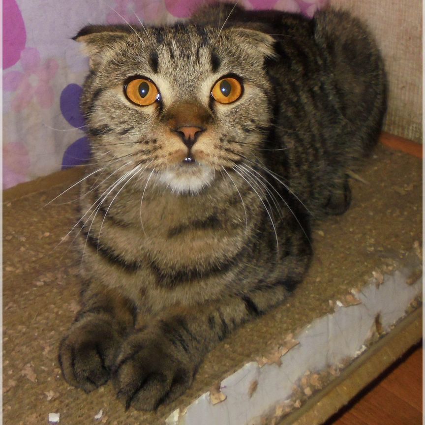 Кошка в добрые руки