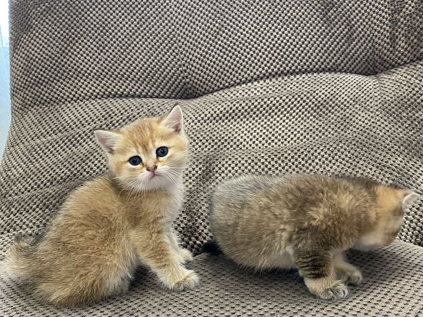 Котята золотая шотландская шиншилла