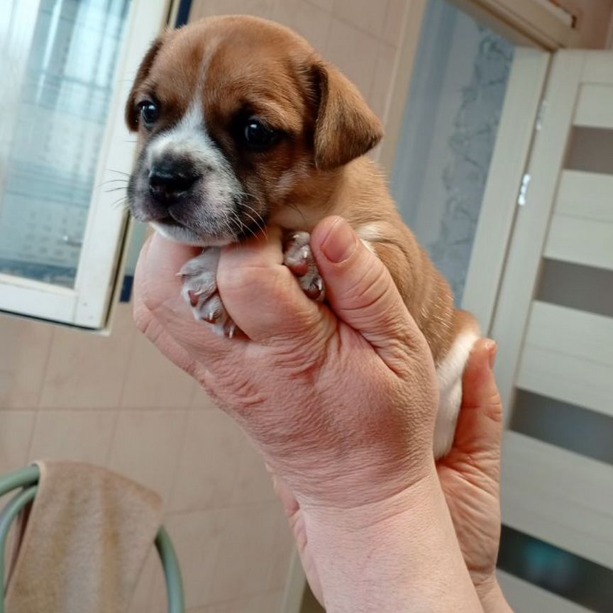 Французский бульдог, щенок