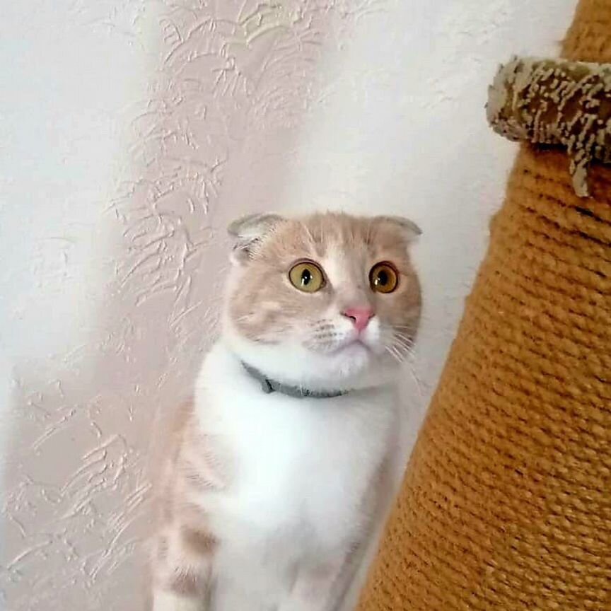 Британка Соня в дар