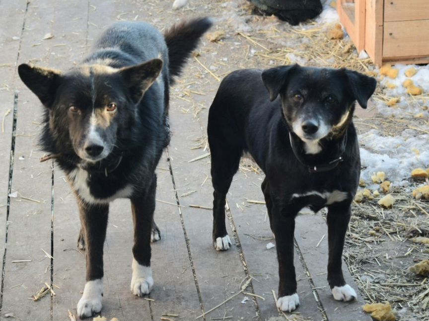 Собачка в добрые руки