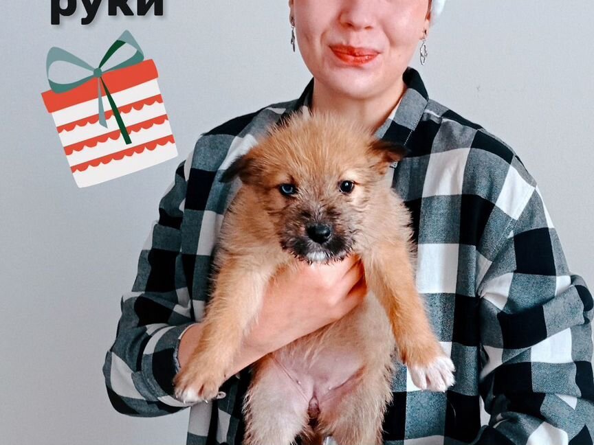 Щенок в добрые руки