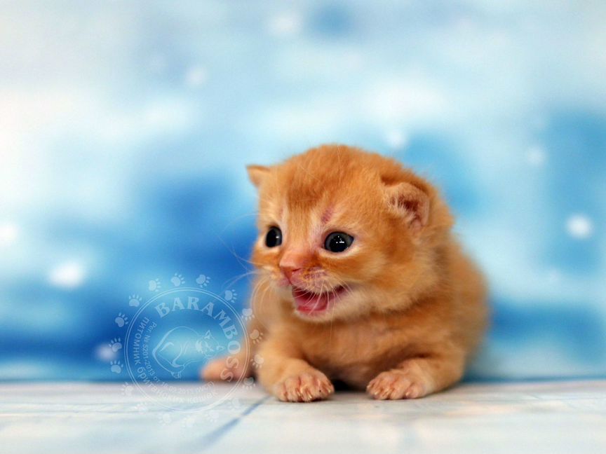 Красный британский котик