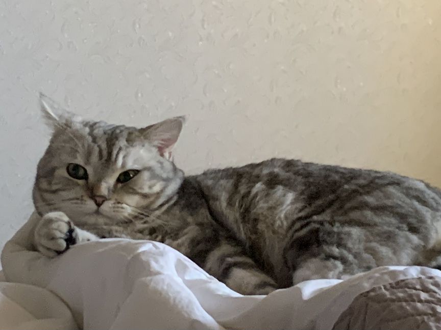 Кот вязка