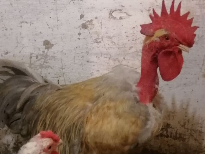 Микс инкубационного яйца от породных кур