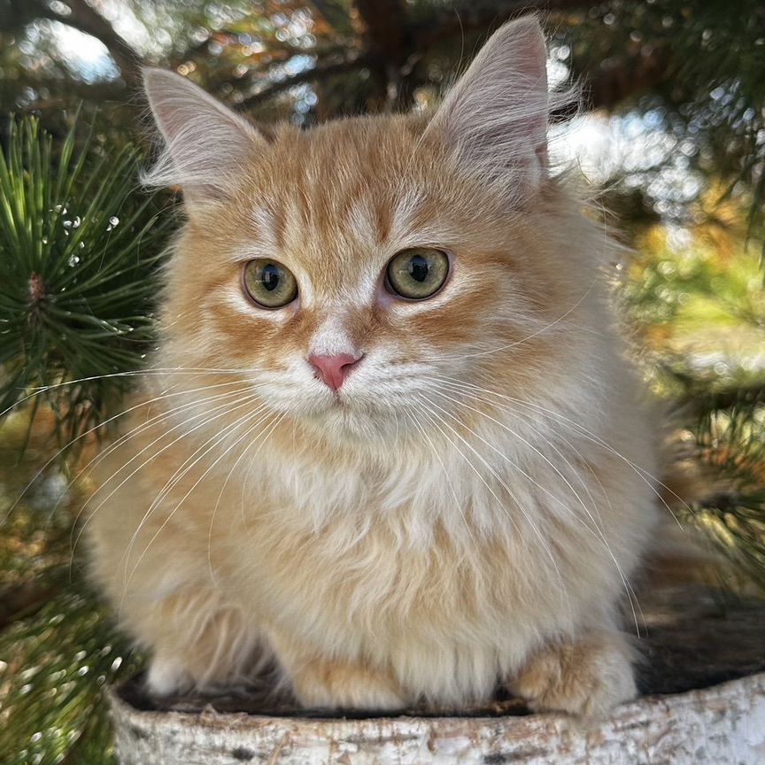 Сибиркий котенок