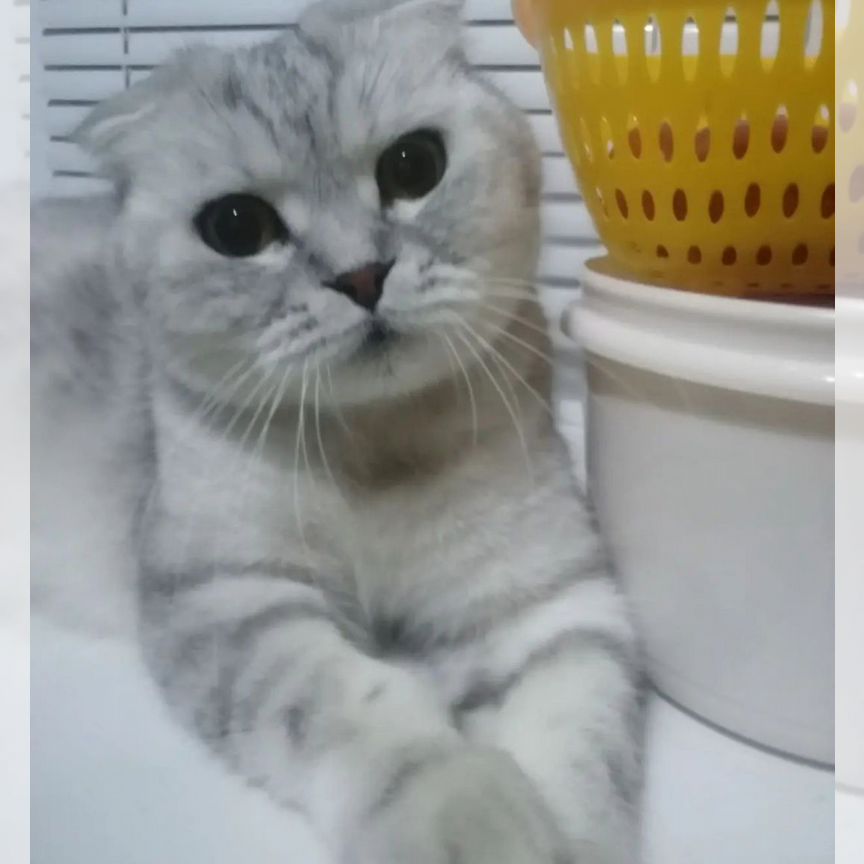 Шотландская вислоухая короткошёрстная, взрослая кошка