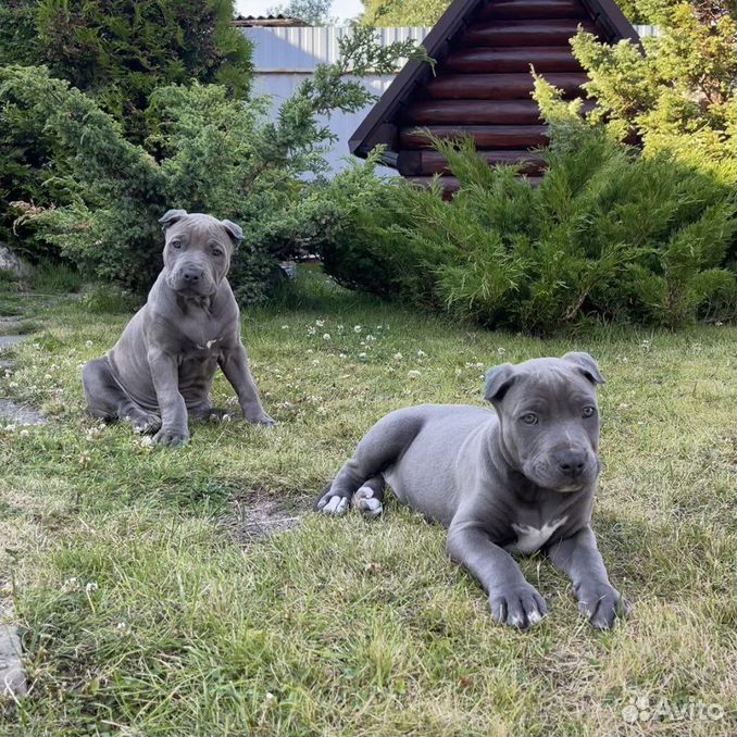 Щенки прайтера питбуль
